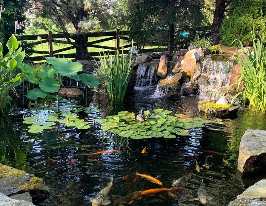 Pond Maintenance – Riverside Aquatics