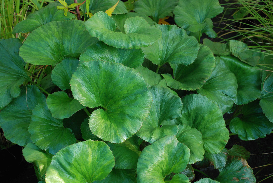 Broadleaf Plants – Riverside Aquatics