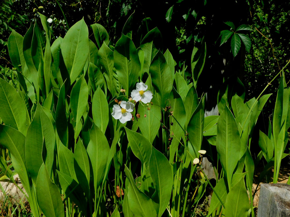 Broadleaf Plants – Riverside Aquatics