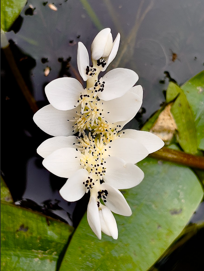 Water Hawthorn | Waterblommetjie – Riverside Aquatics